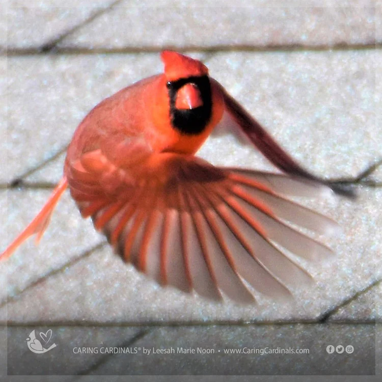 SPIRITUAL SIGNS — CARING CARDINALS