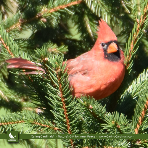 CARDINAL FACTS — CARING CARDINALS