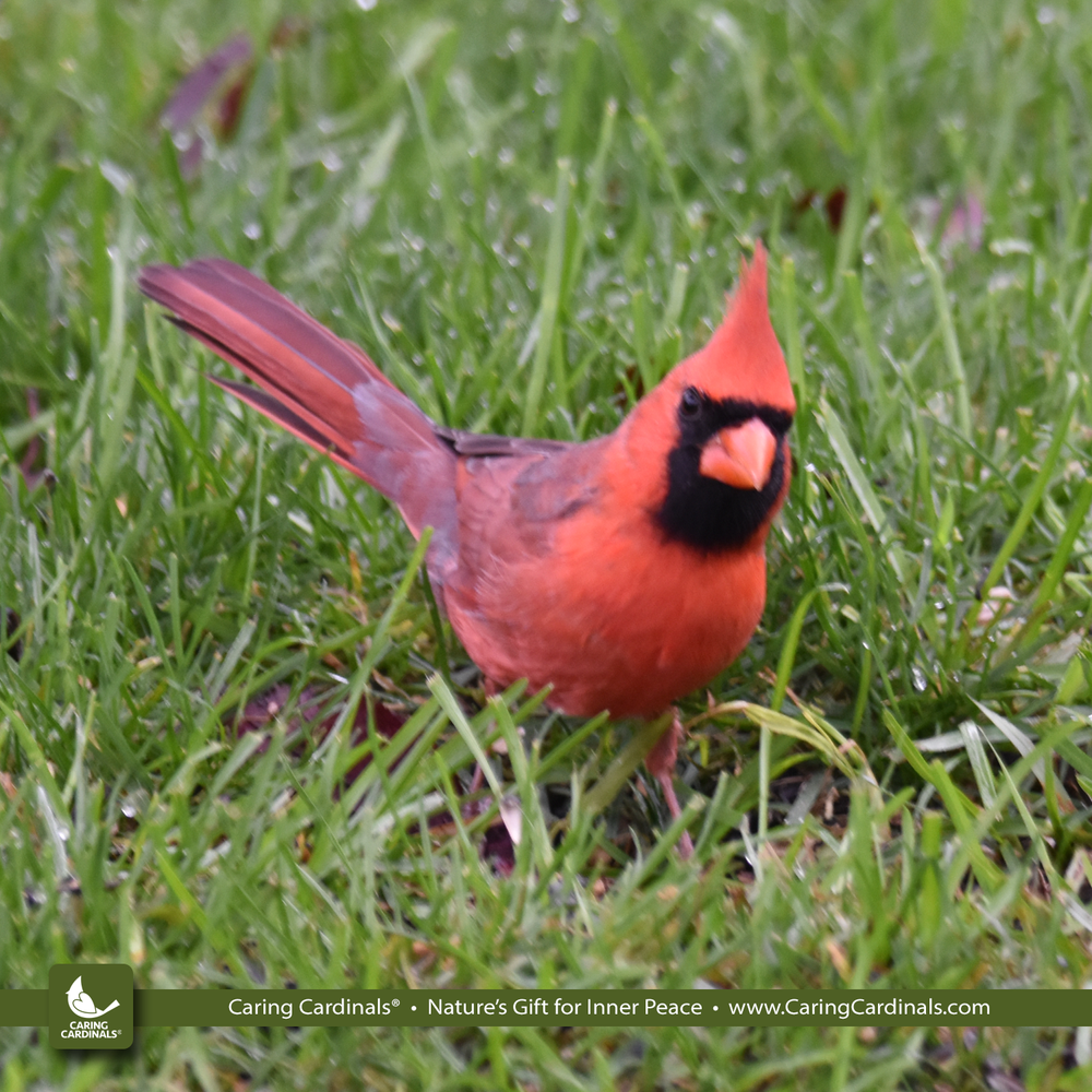 SPIRITUAL SIGNS — CARING CARDINALS