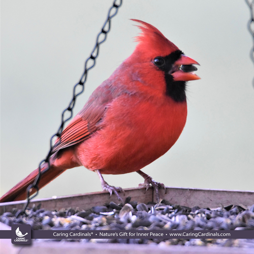 CARDINAL FACTS — CARING CARDINALS