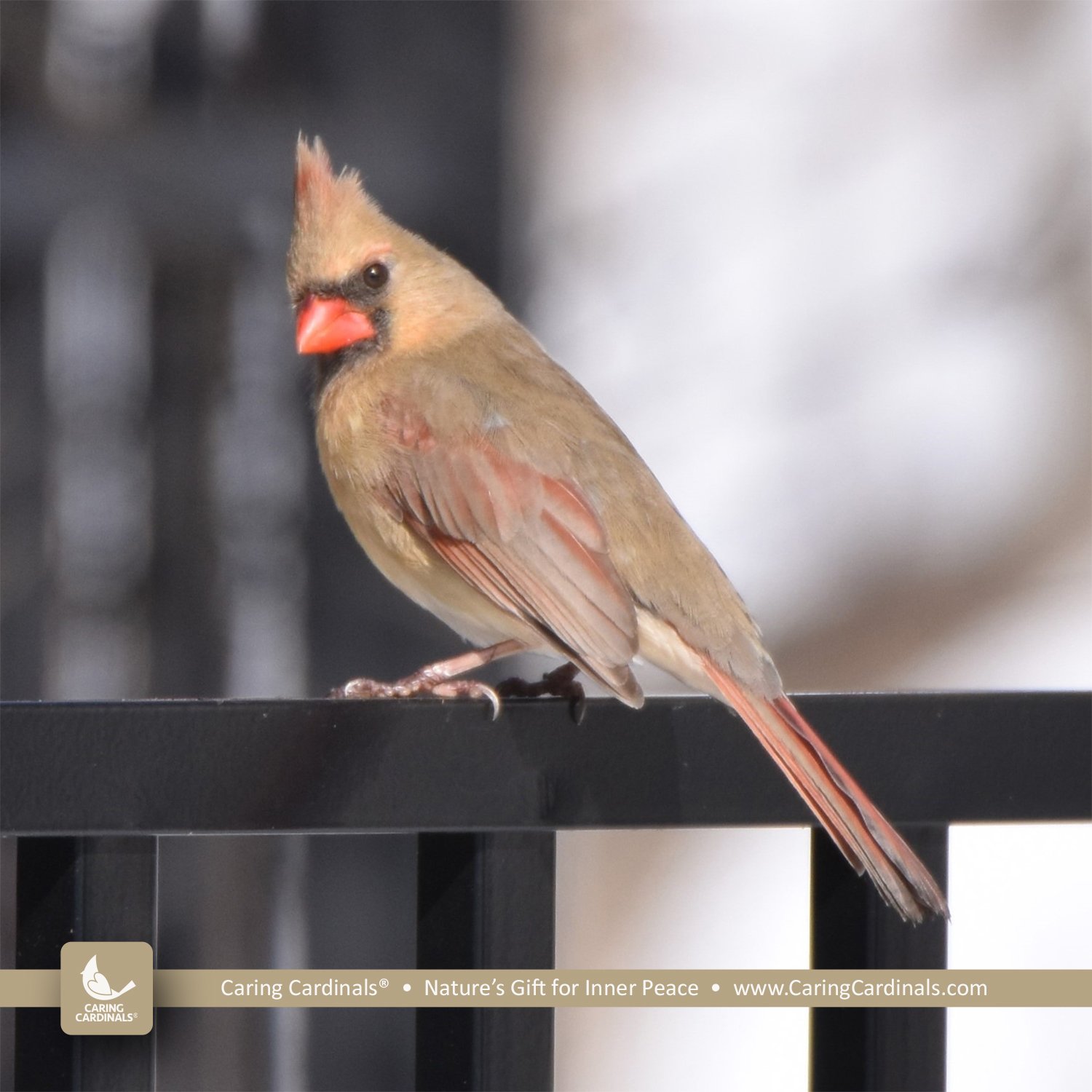 Cardinal Experiences — CARING CARDINALS