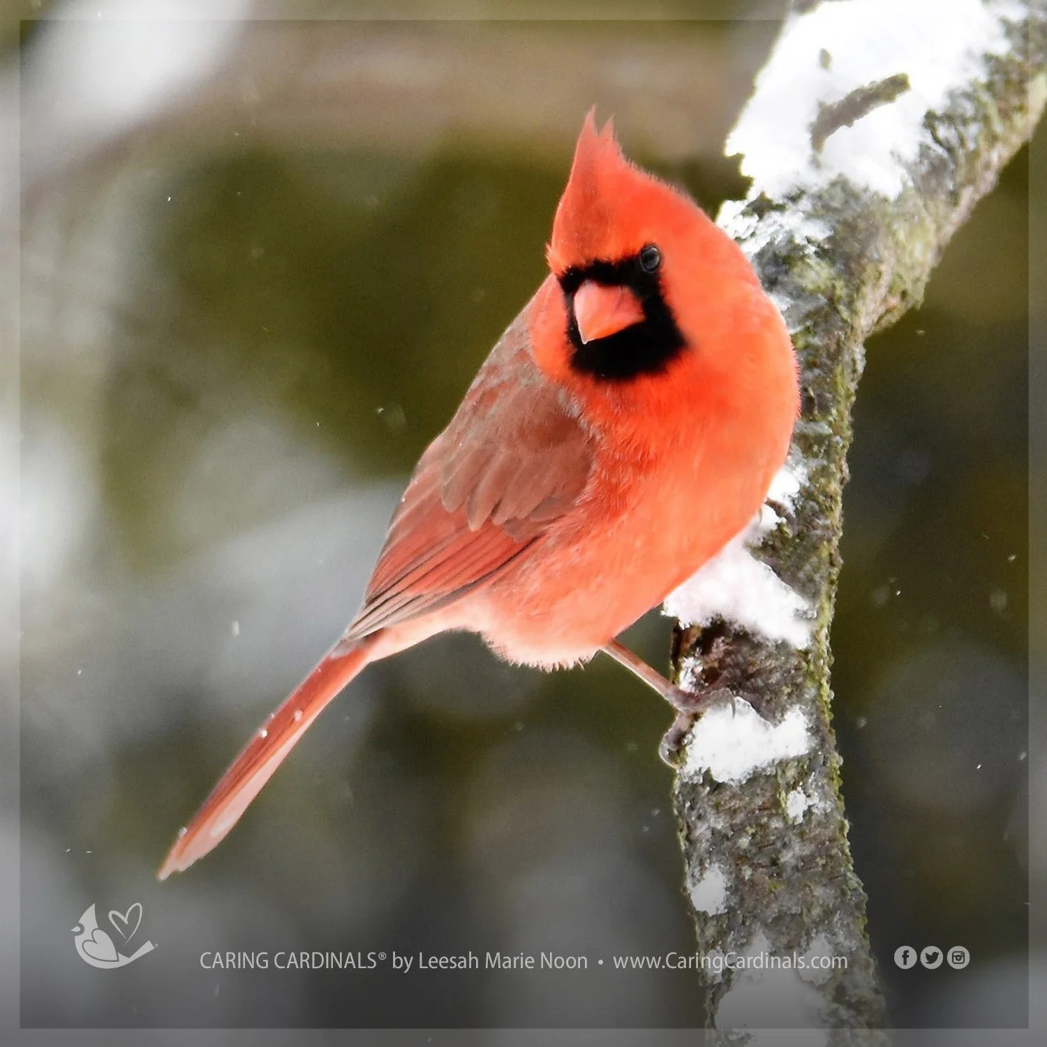 CARDINAL FACTS — CARING CARDINALS