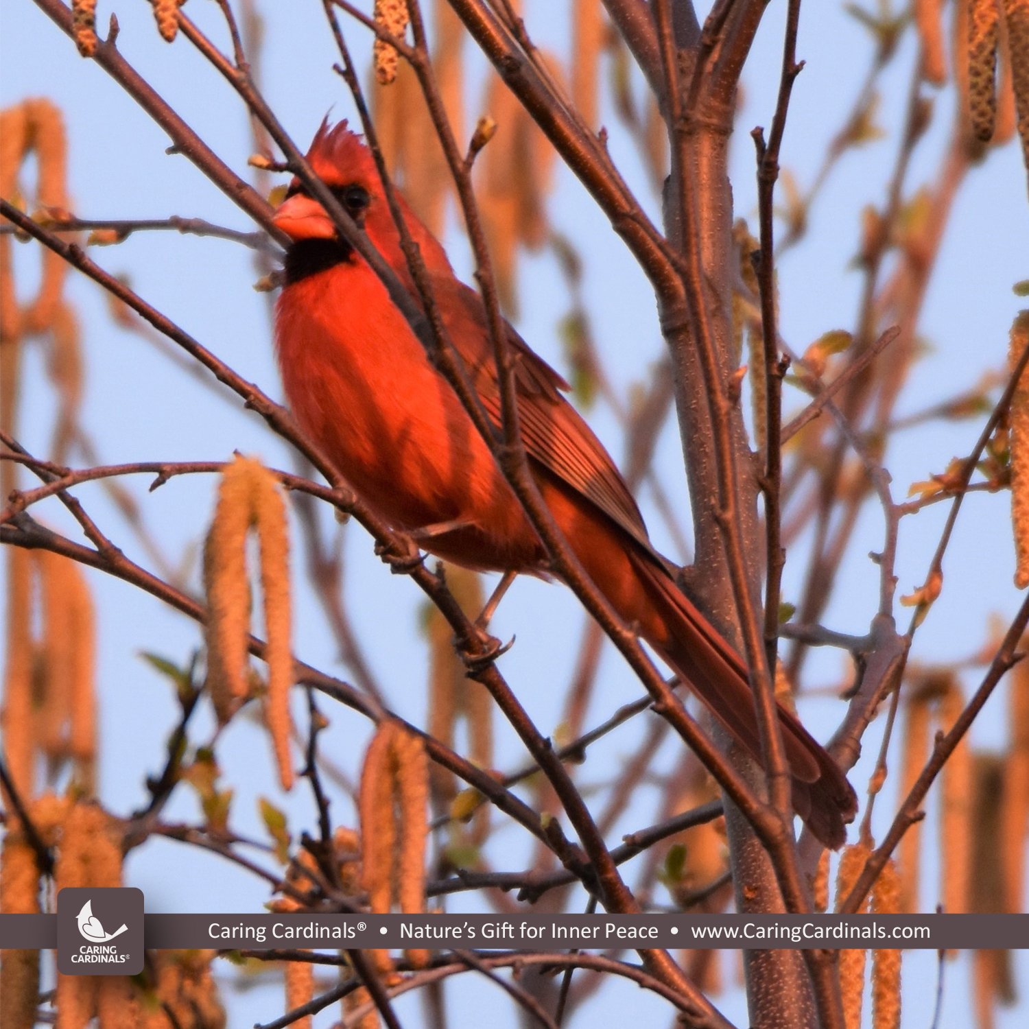 Cardinal Experiences — CARING CARDINALS