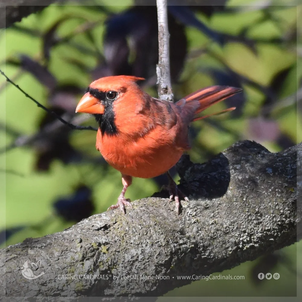 SPIRITUAL SIGNS — CARING CARDINALS