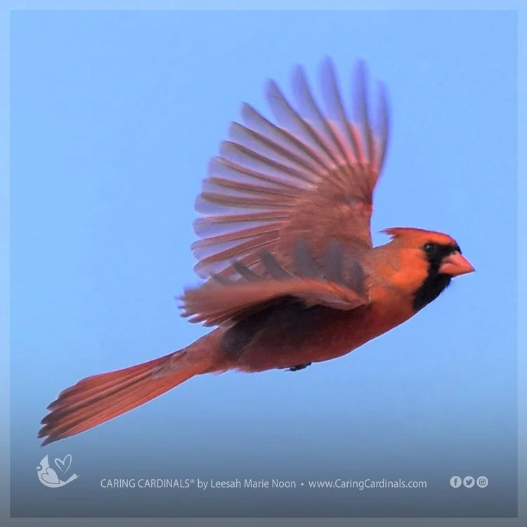 CARDINAL FACTS — CARING CARDINALS