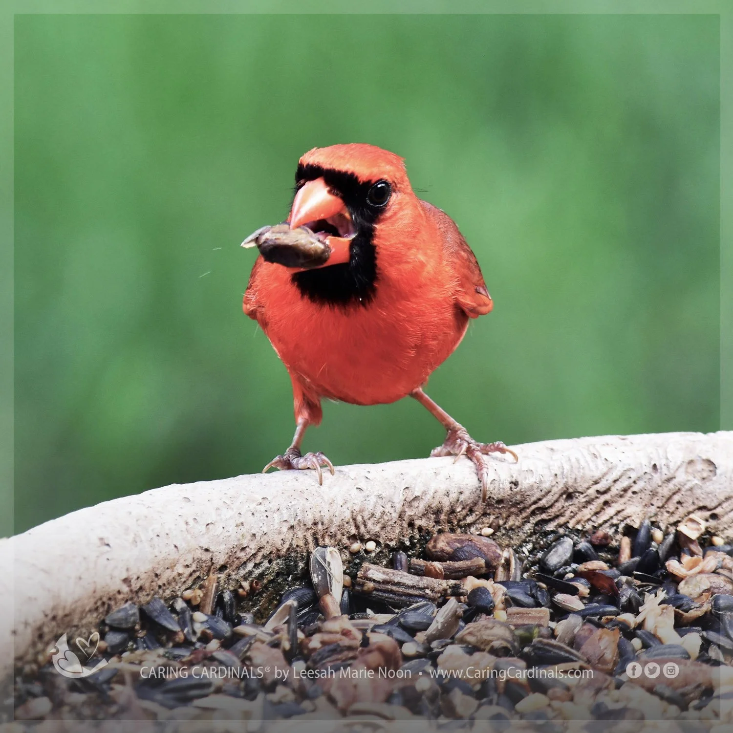 CARDINAL FACTS — CARING CARDINALS