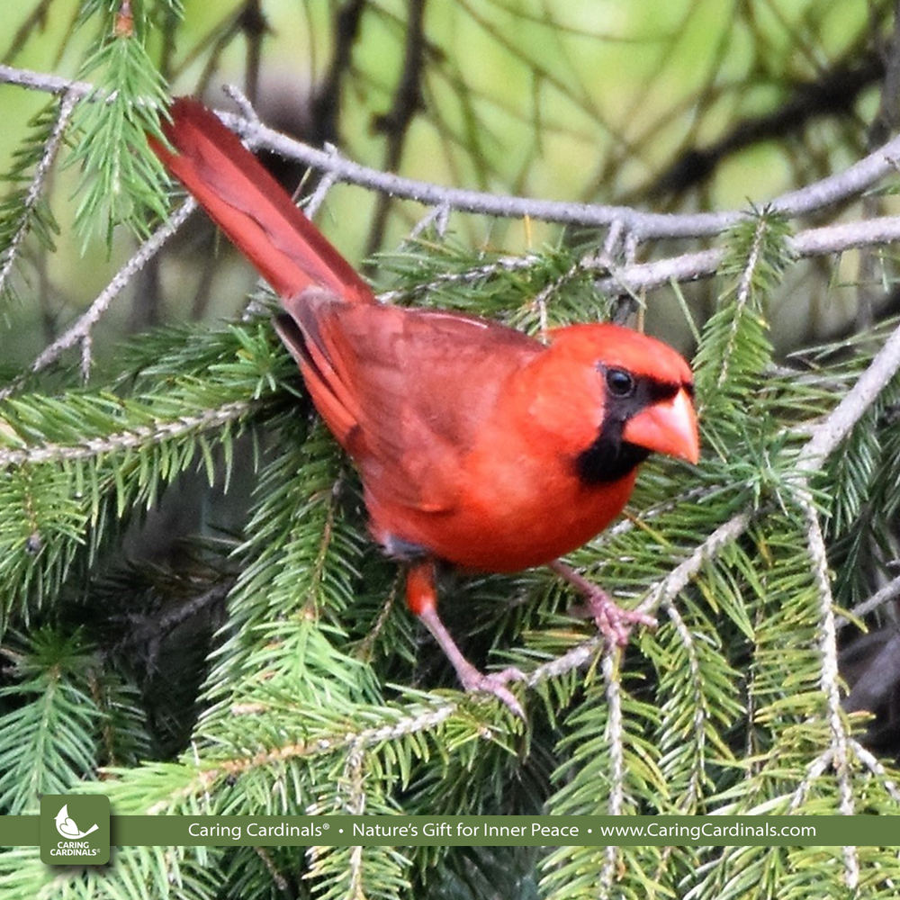 CARDINAL FACTS — CARING CARDINALS
