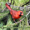 CARDINAL FACTS — CARING CARDINALS
