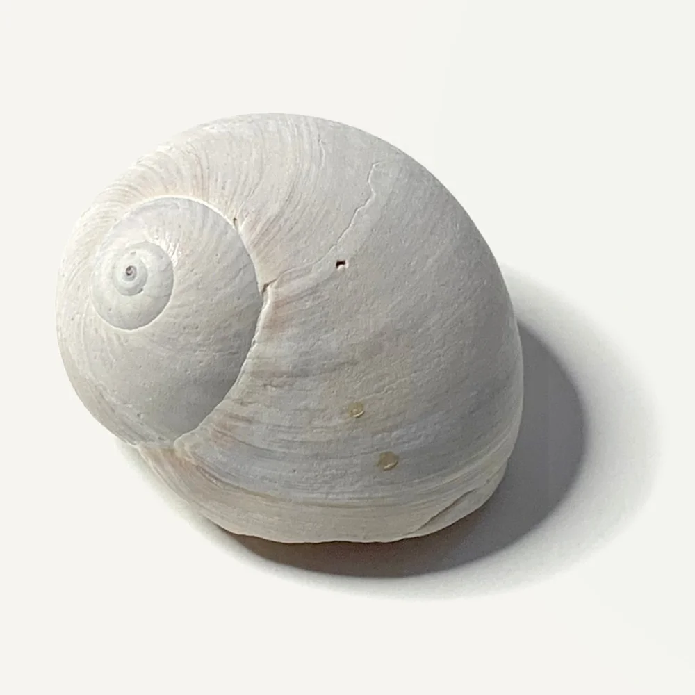 Exploring Beauty Art Lessons — The Foster Museum