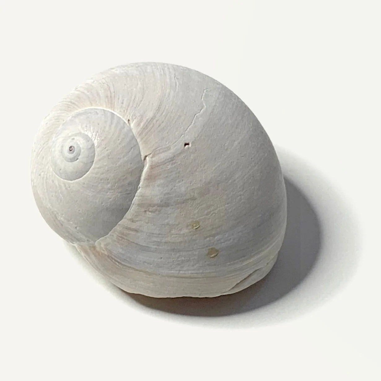 Exploring Beauty Art Lessons — The Foster Museum