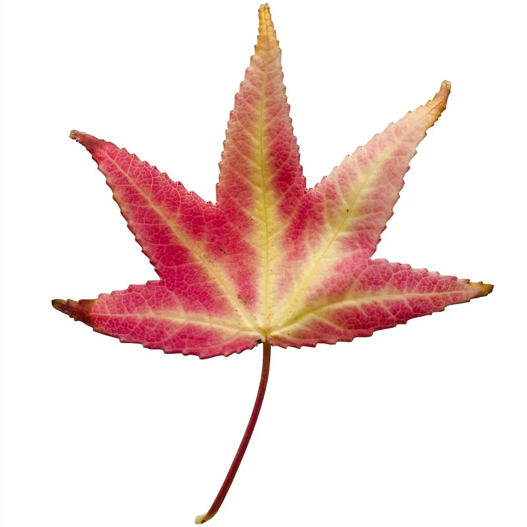 Art Lessons — The Foster Museum