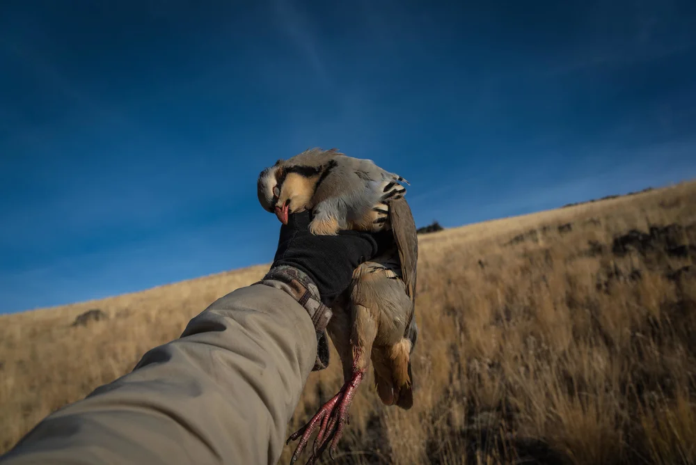 Chukar Hunting