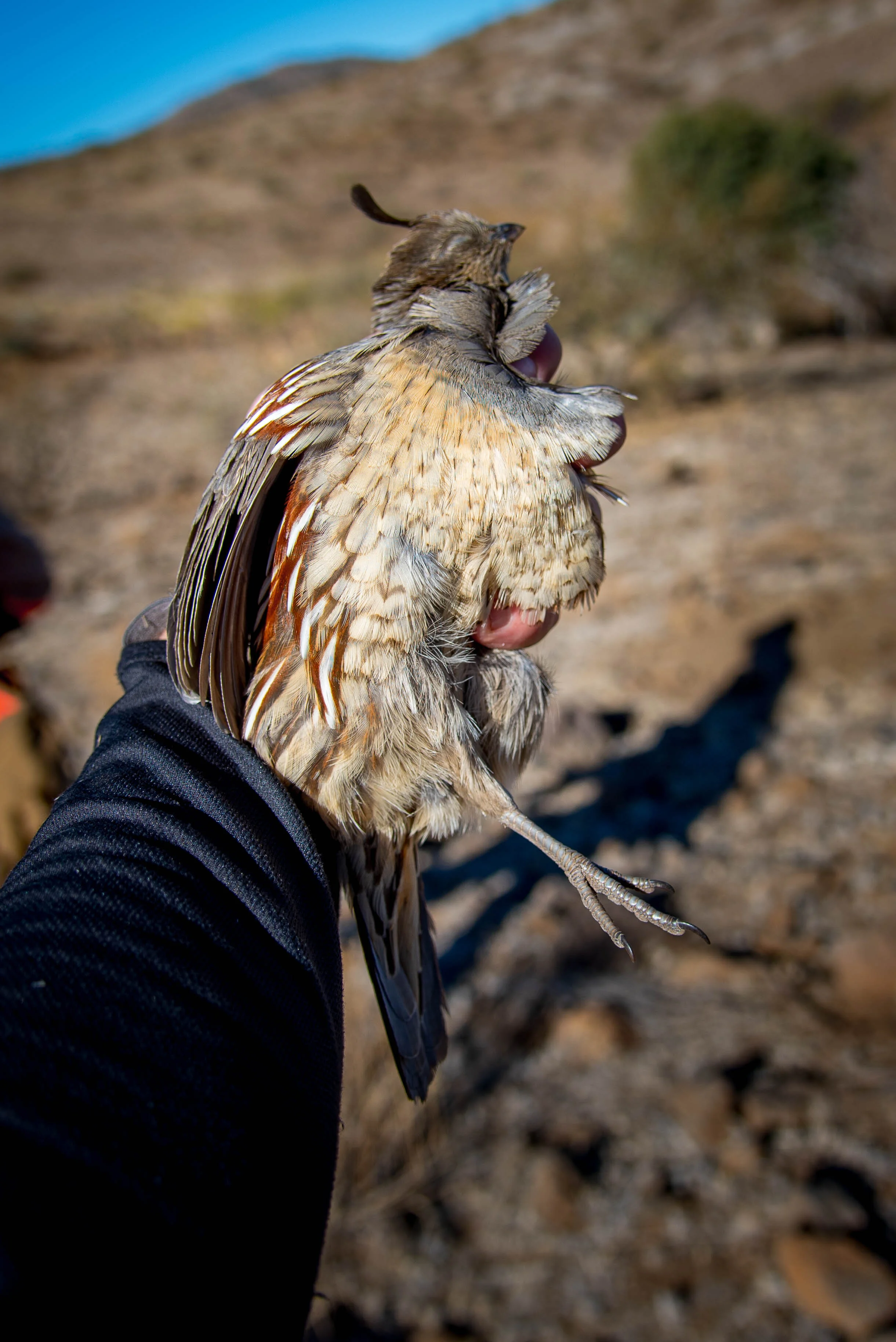 Scaled Quail Hunting