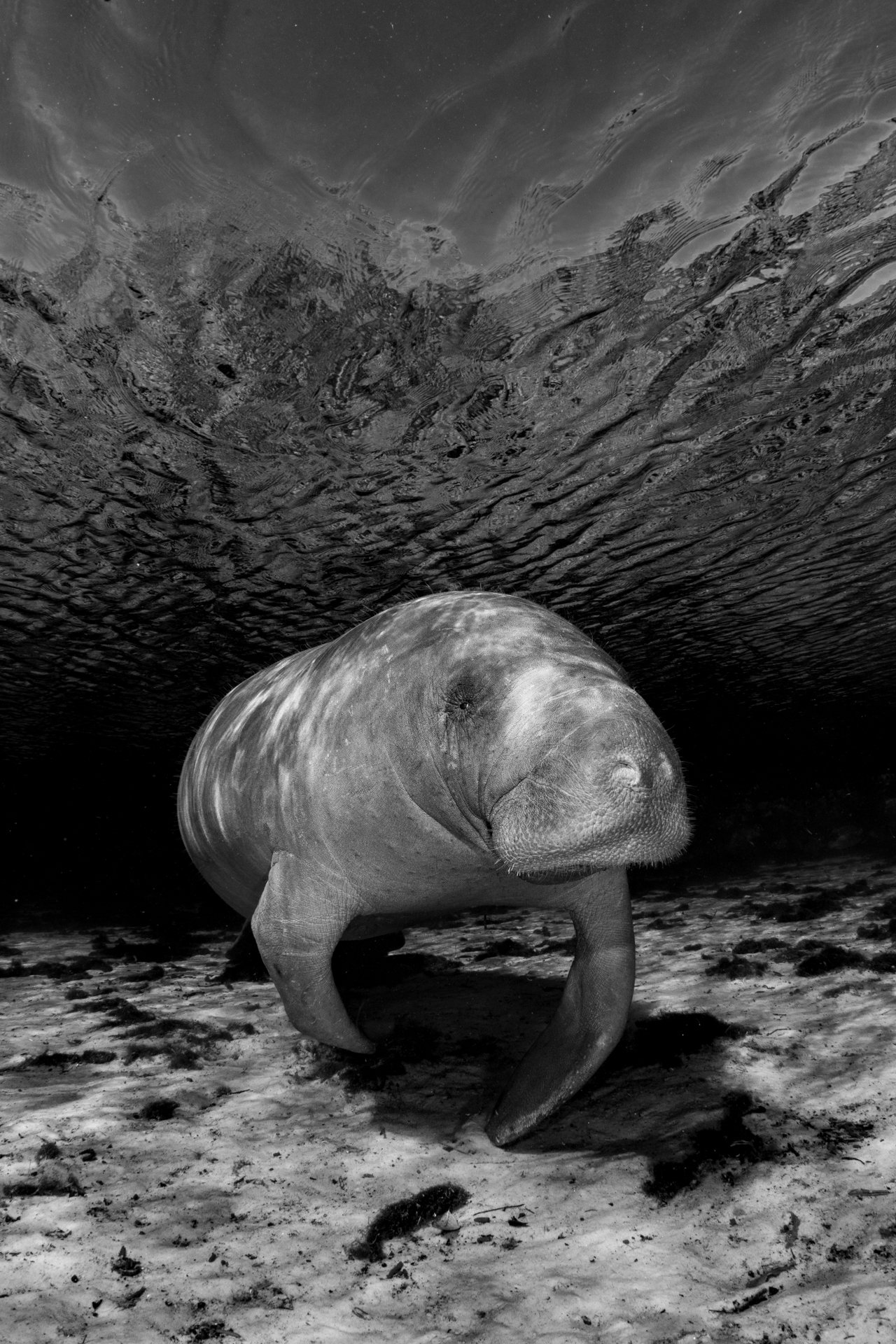 Manatee Lagoon: More Than Just a Warm Water Sanctuary — Jupiter Scuba ...