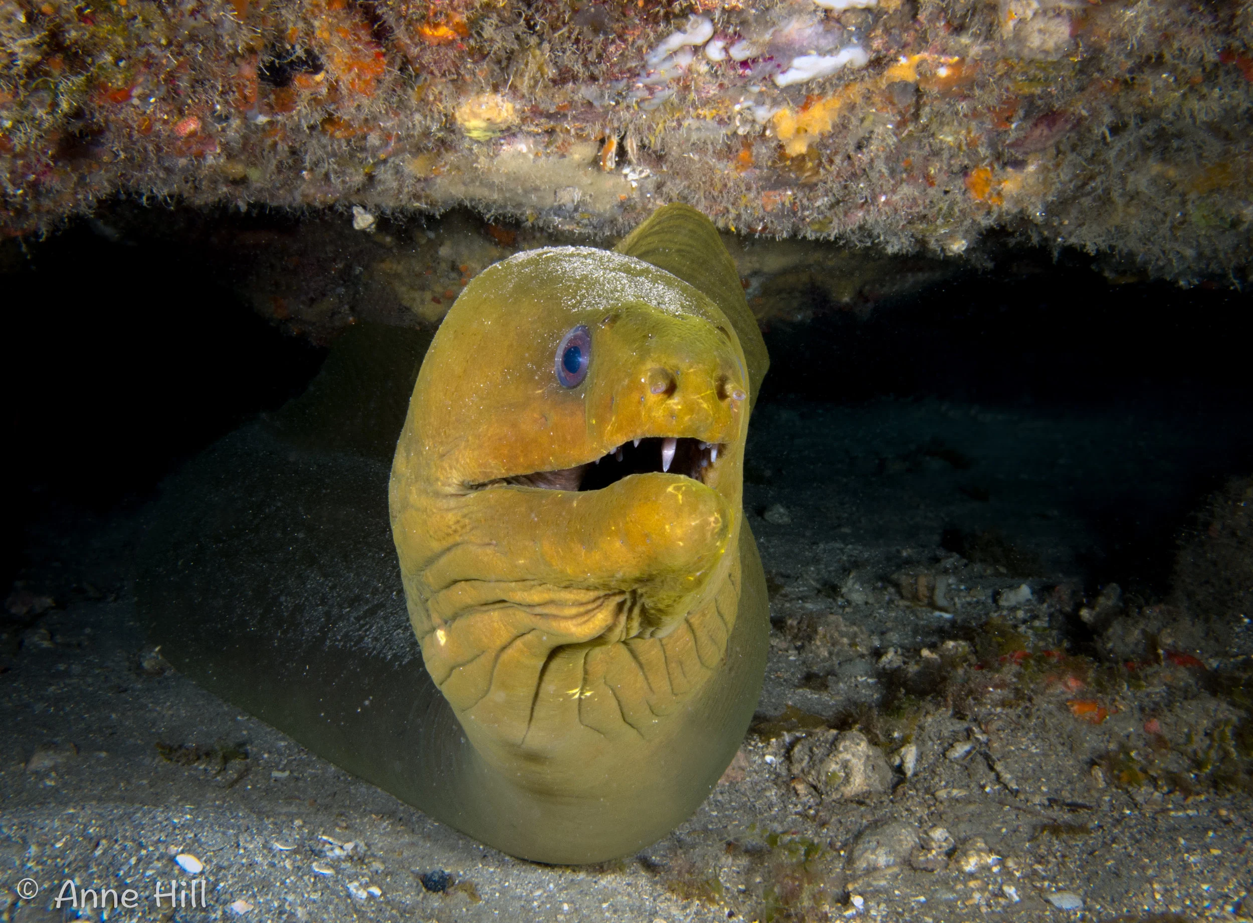 Green Moray Eels in Jupiter, FL