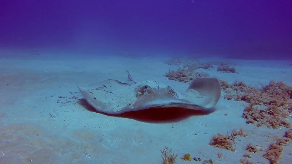 Jupiter Marine Spotlight: Roughtail Stingray