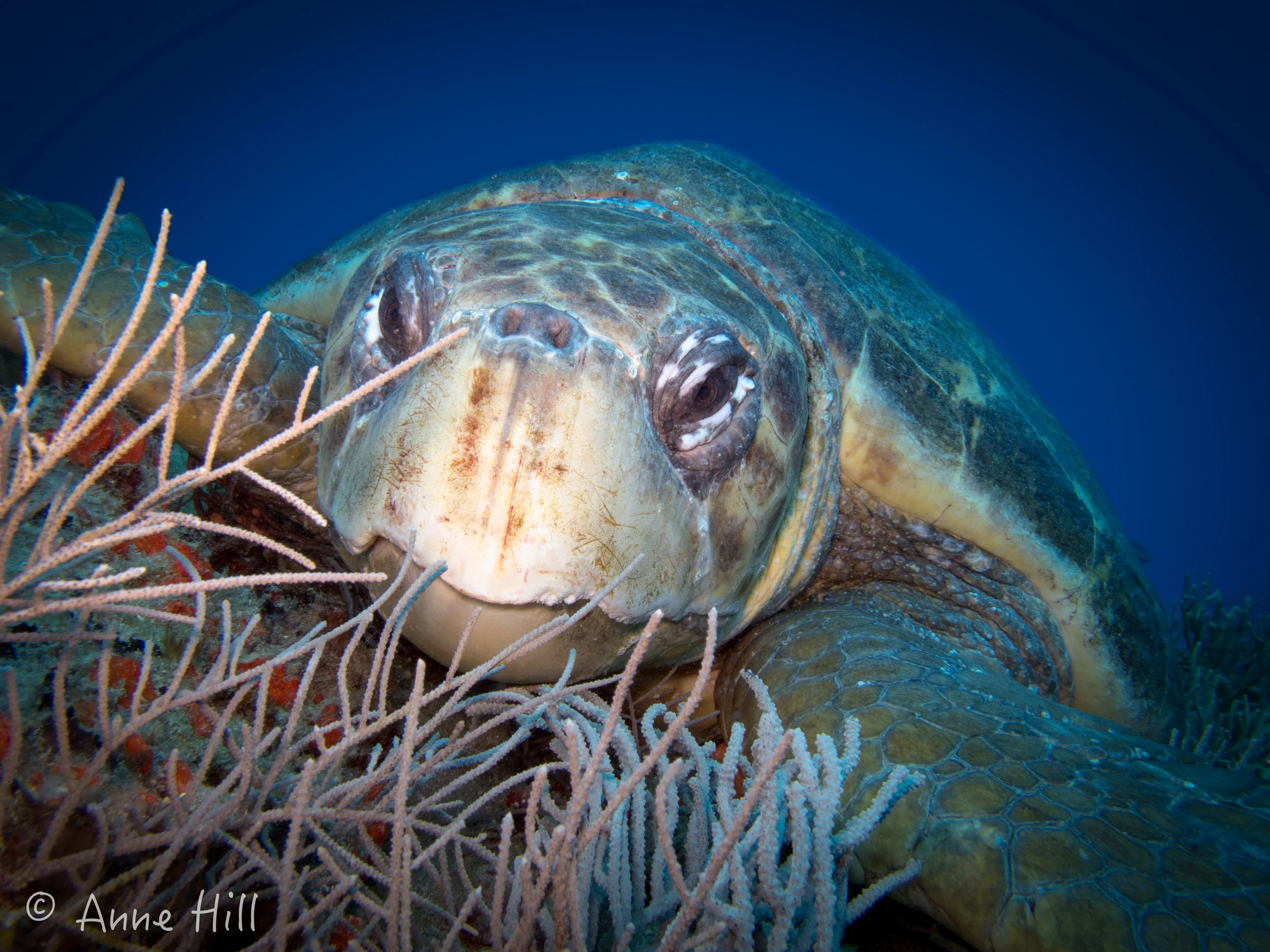 Jupiter Marine Spotlight: Loggerhead Sea Turtle