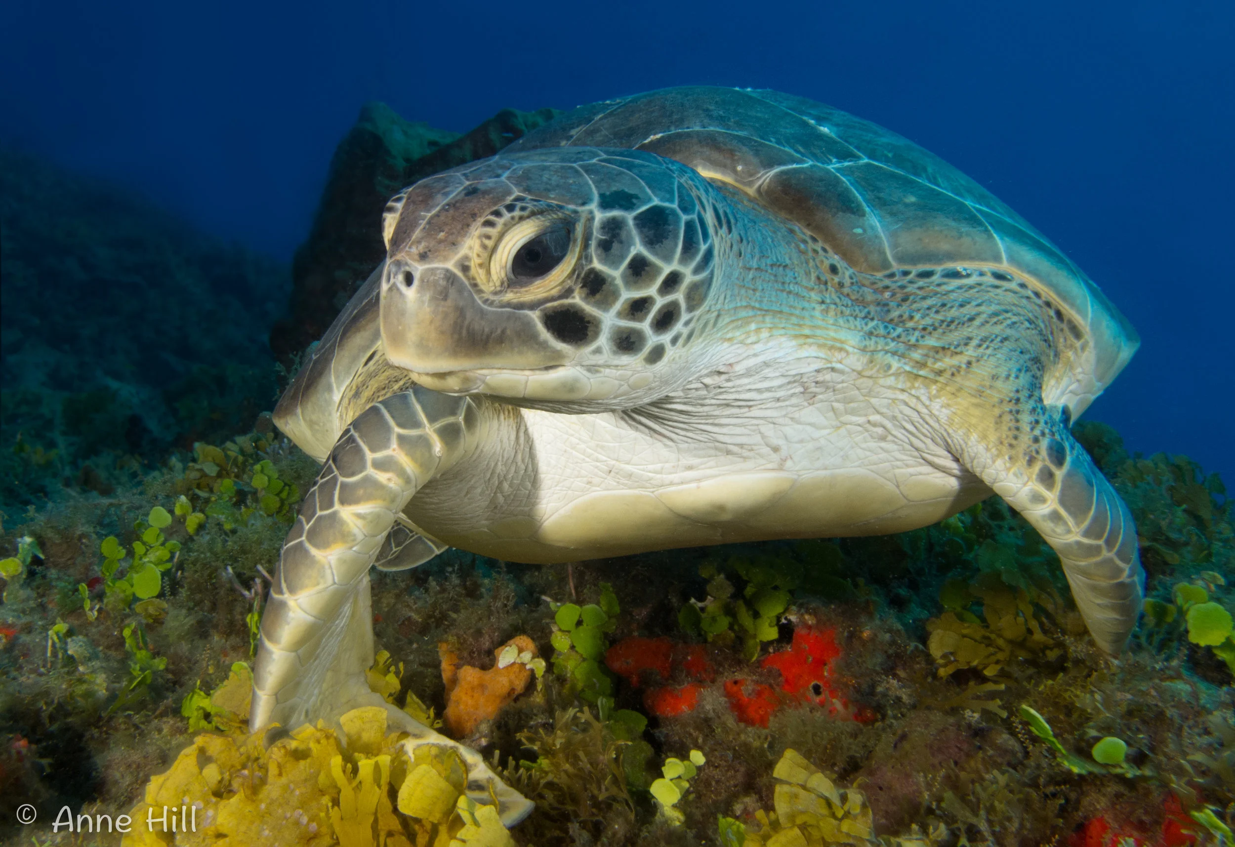 Jupiter Marine Spotlight: Green Sea Turtle — Jupiter Scuba Diving