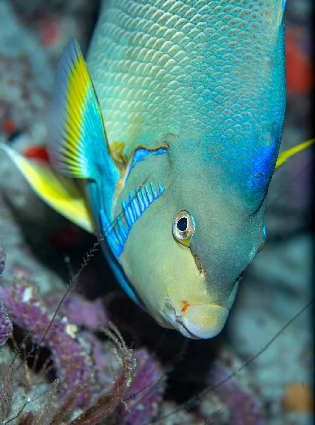 Night Diving - Magic under the Moonlight