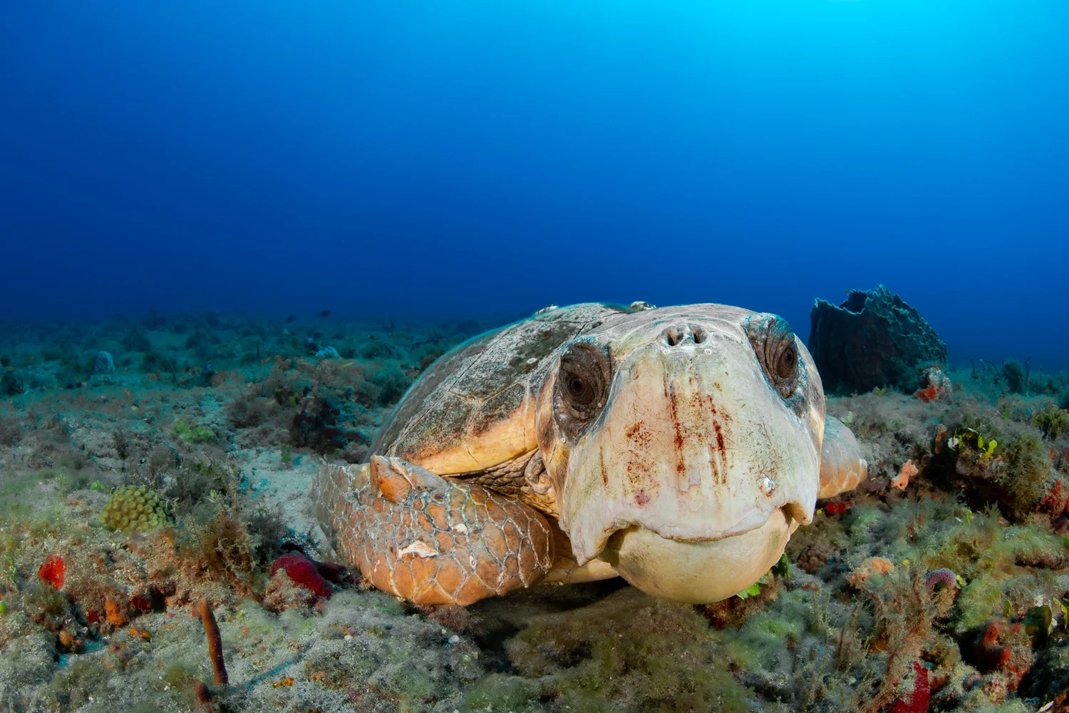 Respect the Locals - a Guide to Diving with Loggerheads — Jupiter Scuba ...