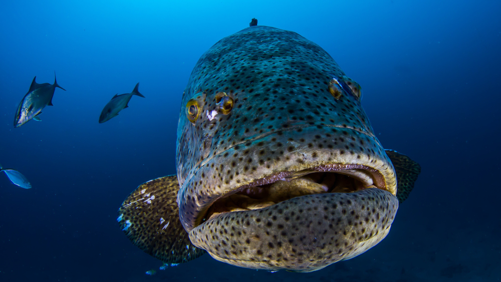 Goliath Grouper Diving in South Florida