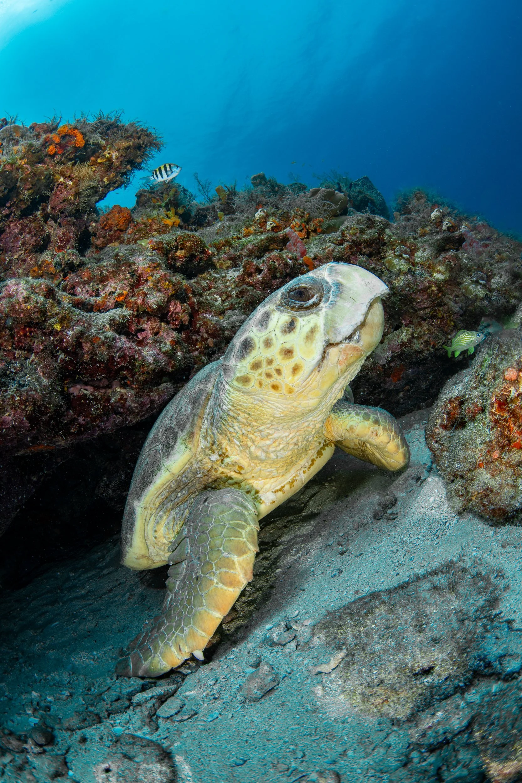 Respect the Locals - a Guide to Diving with Loggerheads — Jupiter Scuba ...