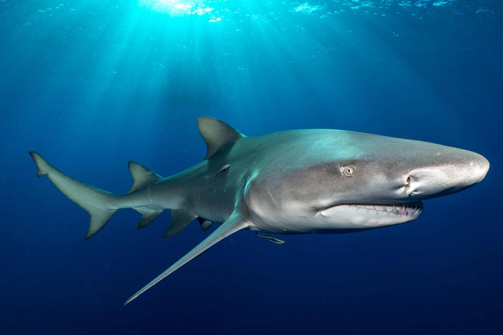 When Life Gives you Lemons . . . You Know it’s Time for a Shark Dive!