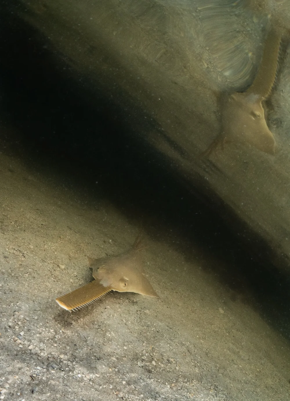 Smalltooth Sawfish: The Tragic Mystery of the Spinning Fish and a ...