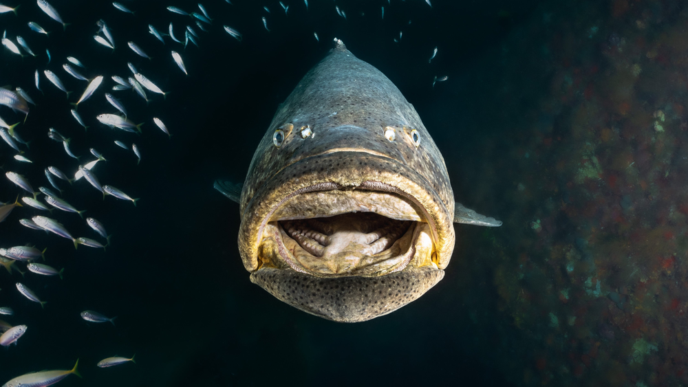 Goliath Grouper Diving in South Florida