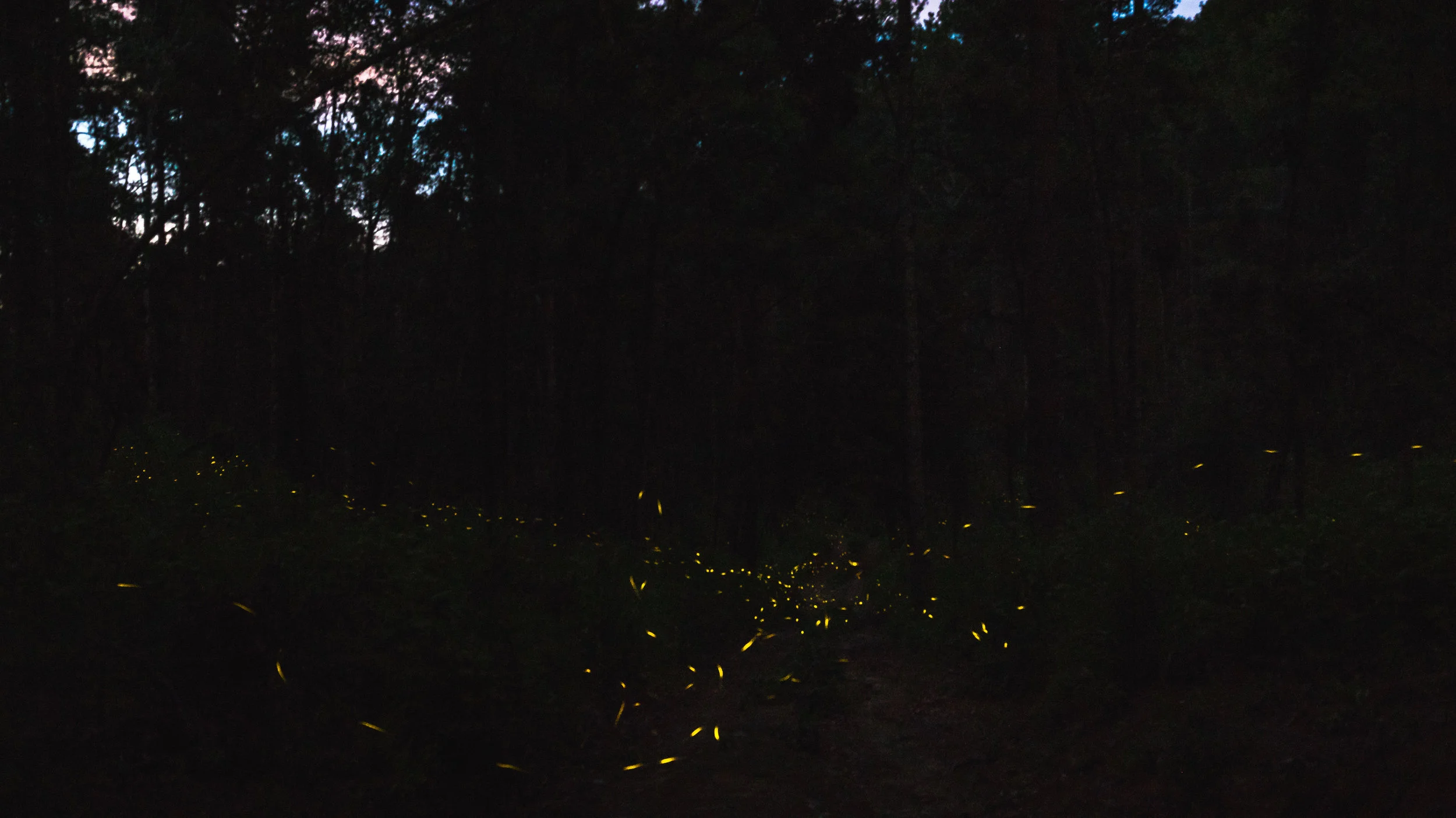Fireflies in Nanacamilpa, Tlaxcala Nanacamilpa - Blog Wegotacent