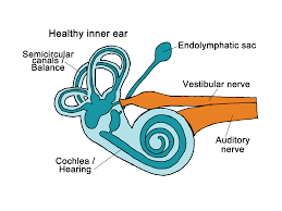 Vestibular Rehab | Colorado Institute of Sports Medicine