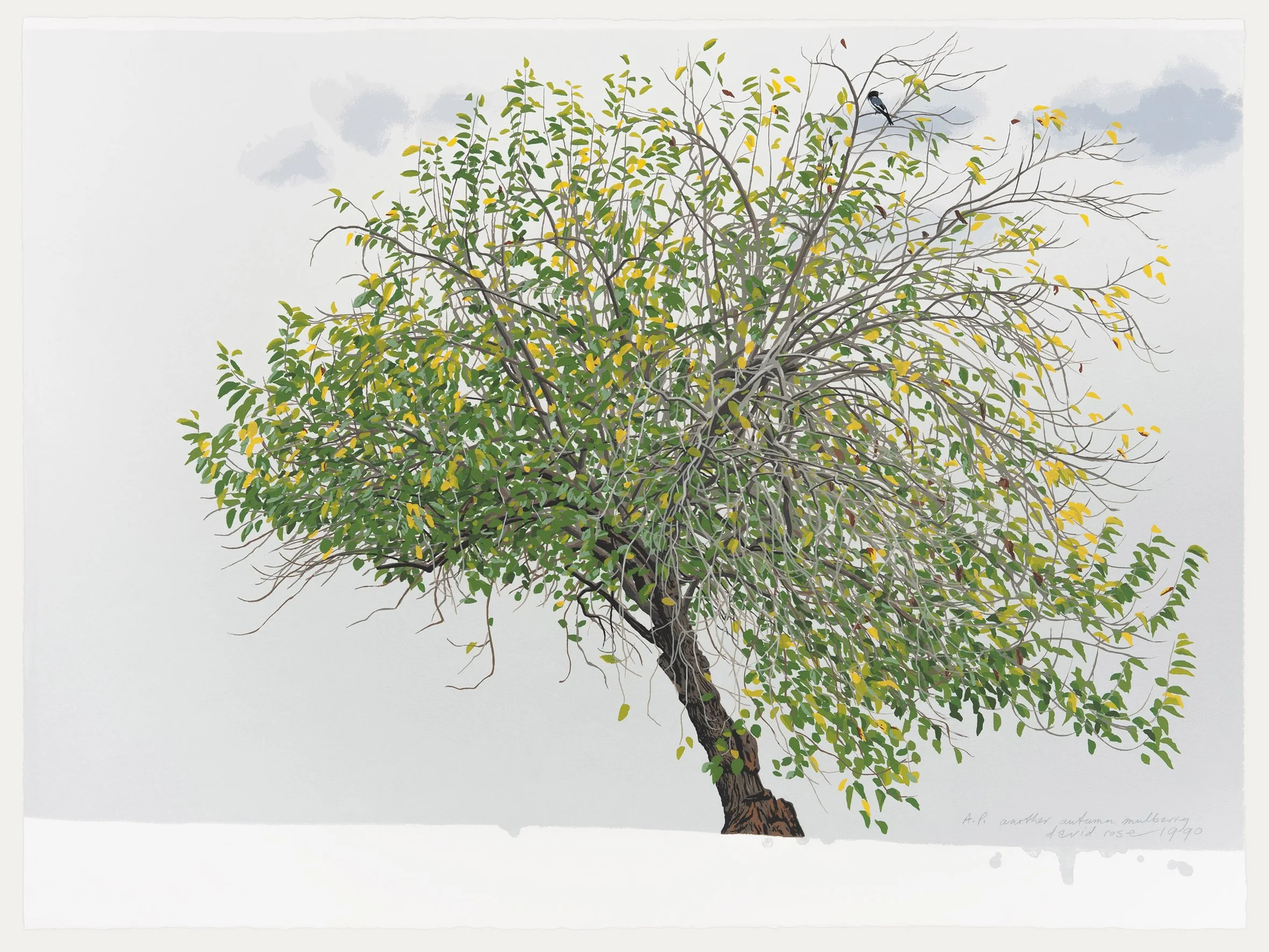 David Rose Printmaker