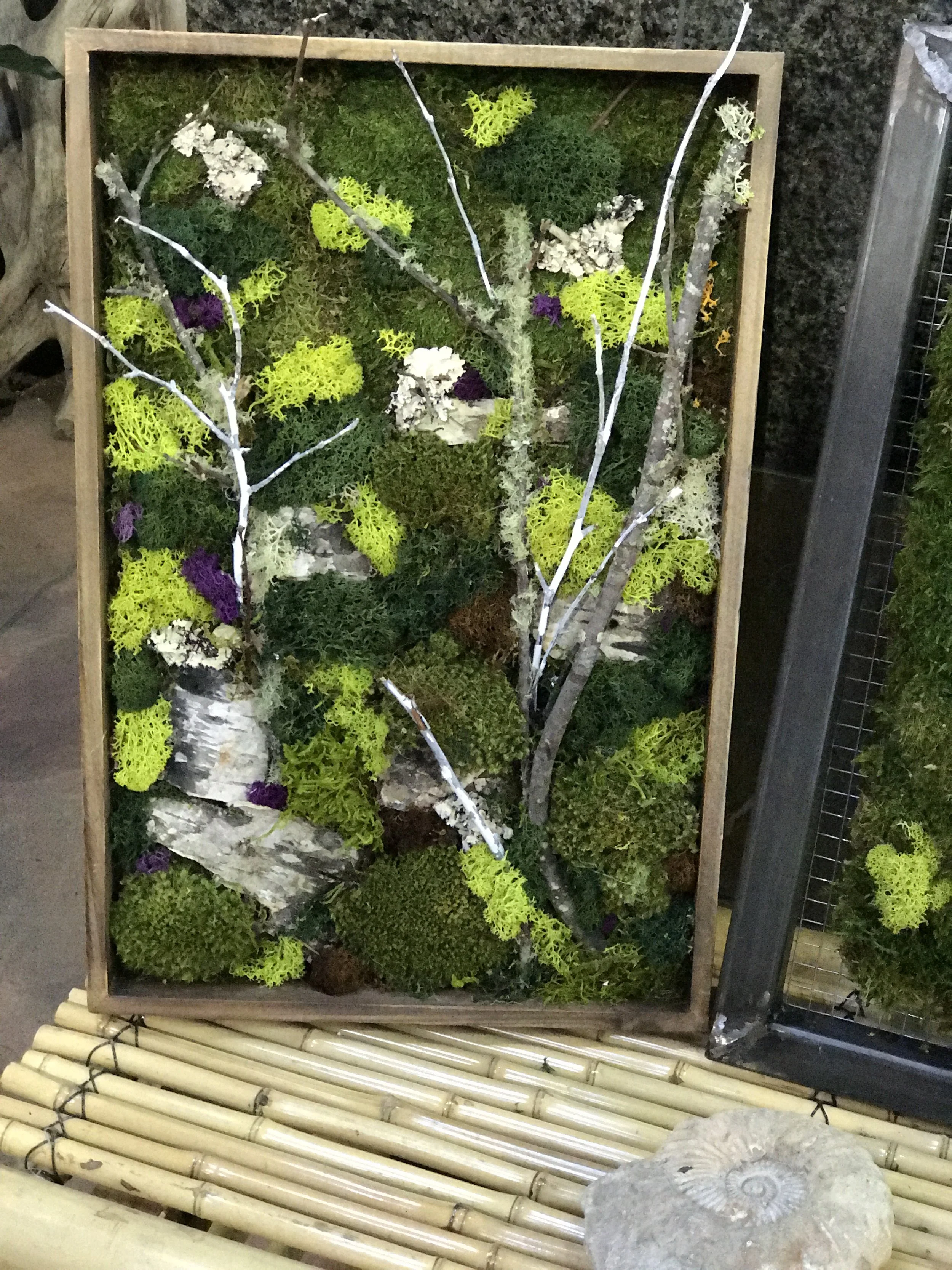Moss Art by Kifumi Keppler — Exotic Plants Sacramento