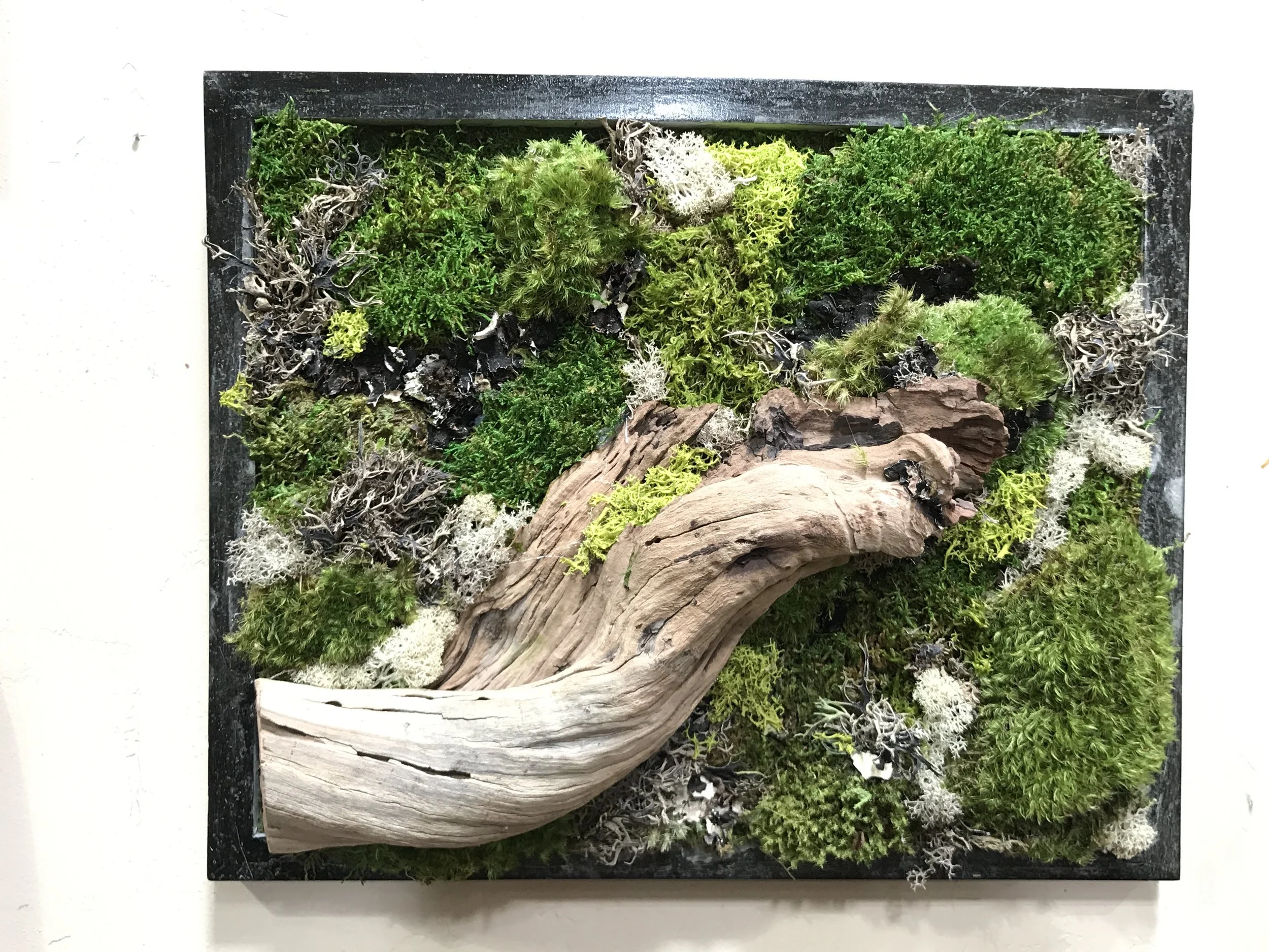Moss Art by Kifumi Keppler — Exotic Plants Sacramento