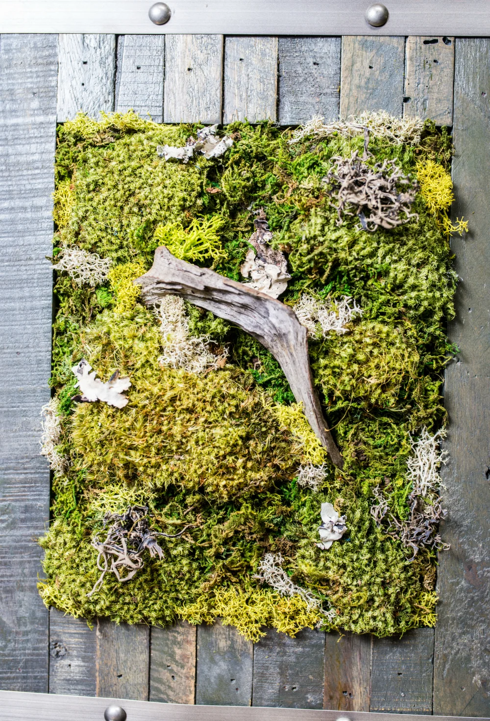 Moss Art by Kifumi Keppler — Exotic Plants Sacramento