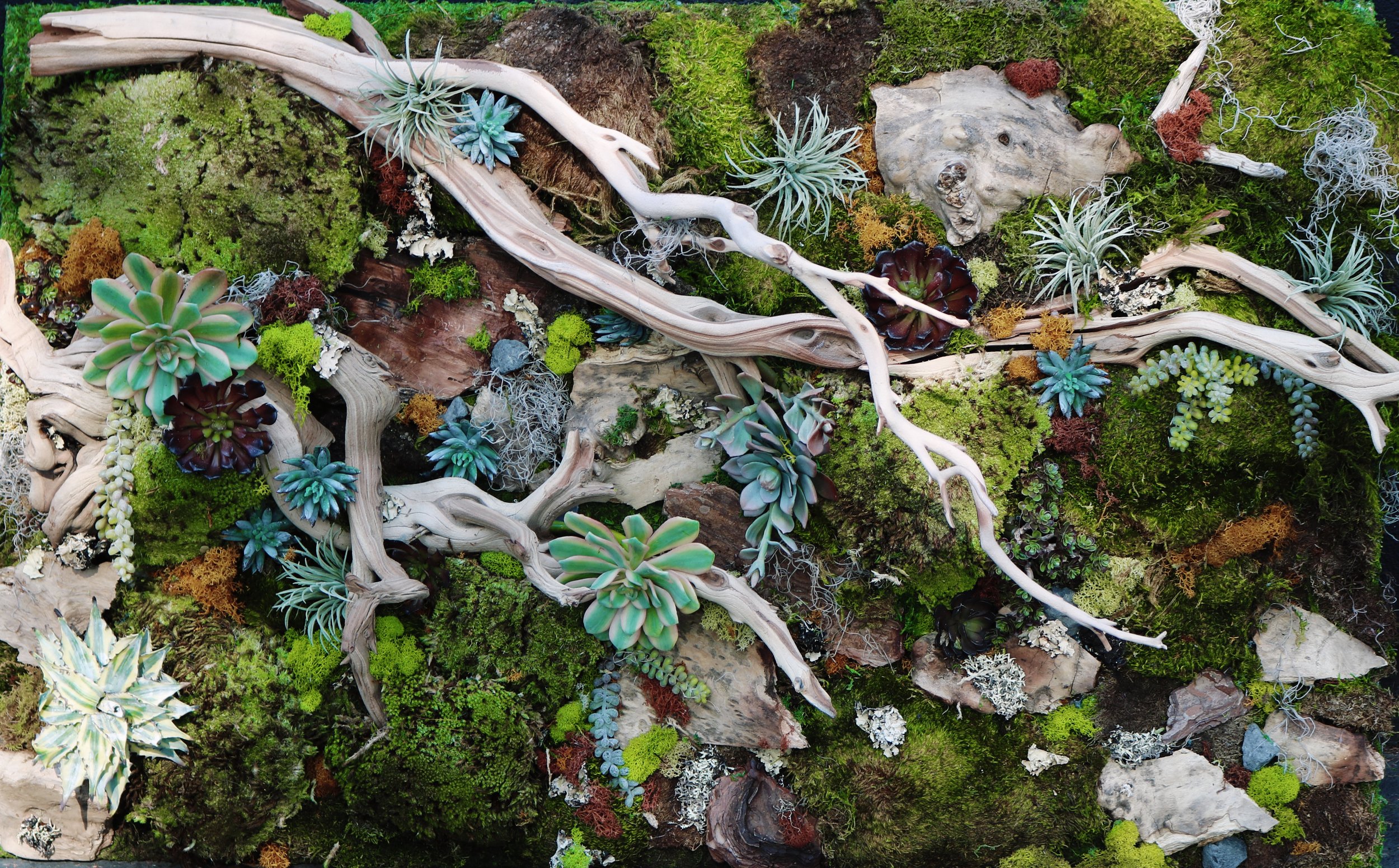 Moss Art by Kifumi Keppler — Exotic Plants Sacramento