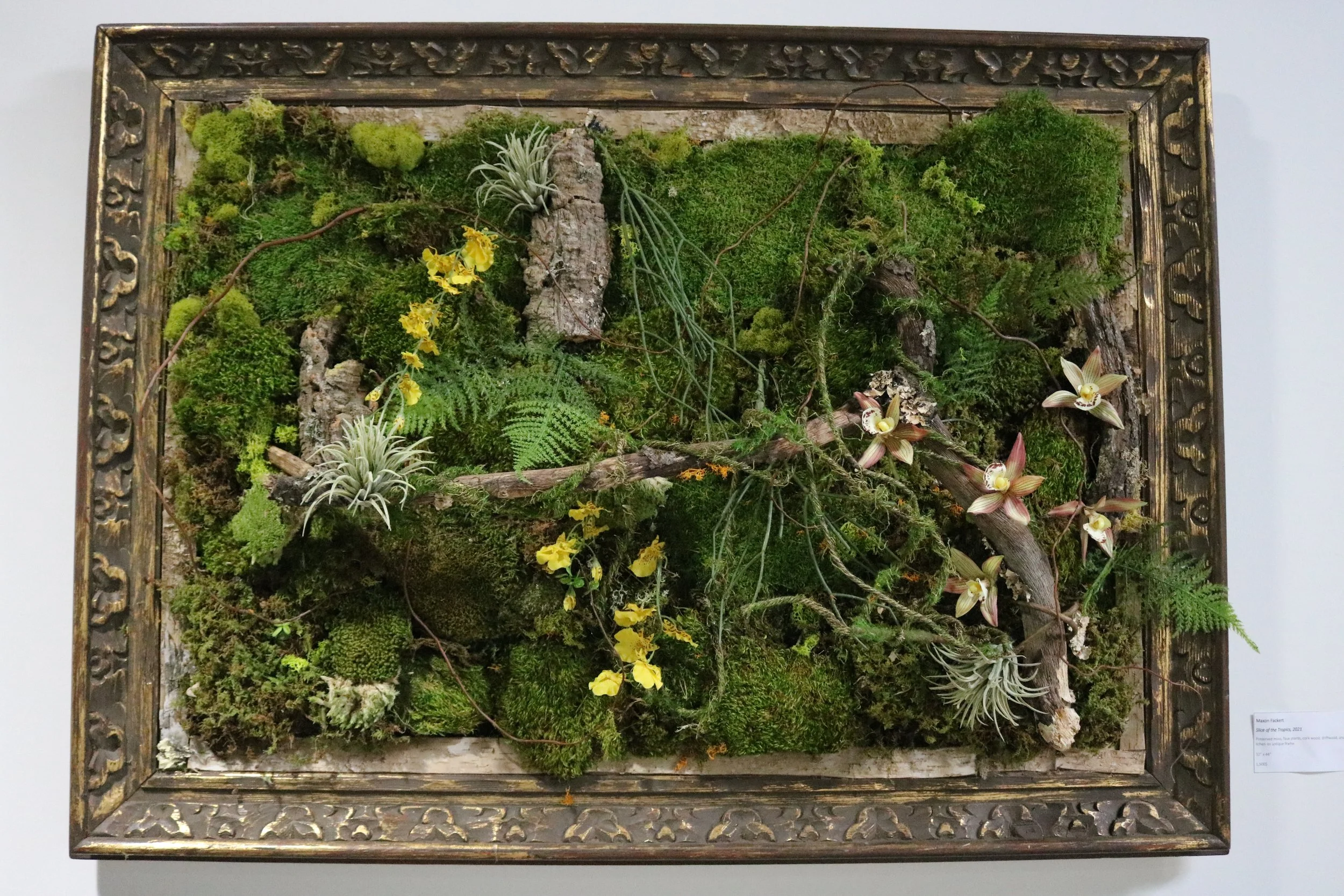 Moss Art by Kifumi Keppler — Exotic Plants Sacramento