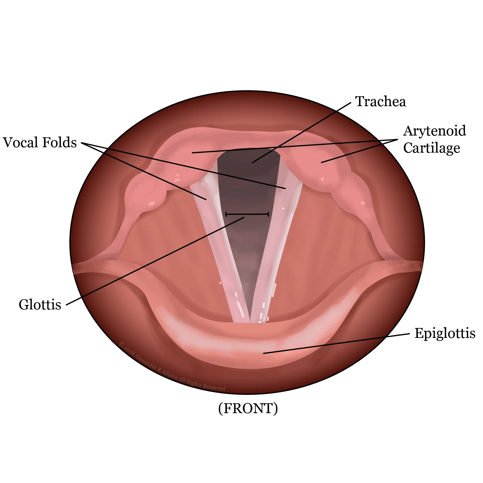 Learn To Love Your Folds Anatomy Of Your Voice Pt 1 Blog