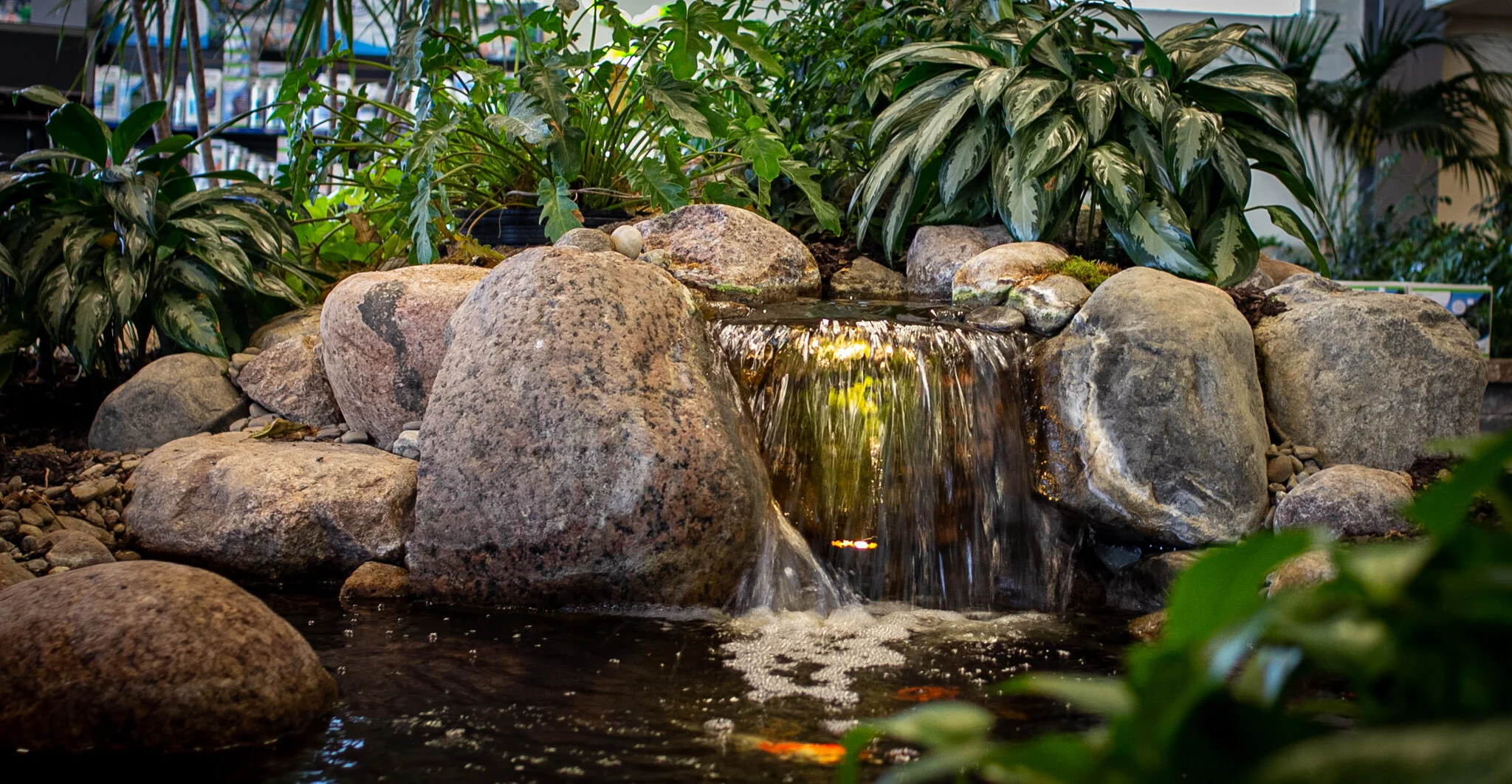 Garden Ponds, Koi and Ornamental — Garden Ponds, Koi and Ornamental