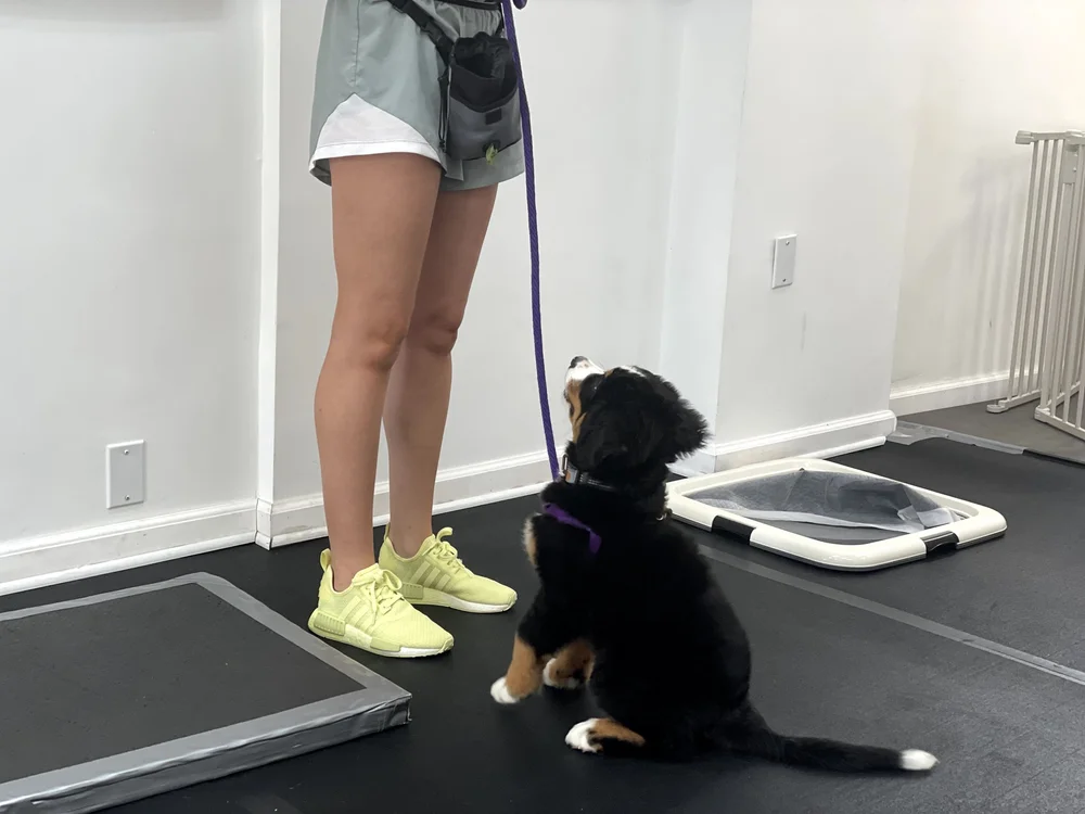 Puppy Working Out