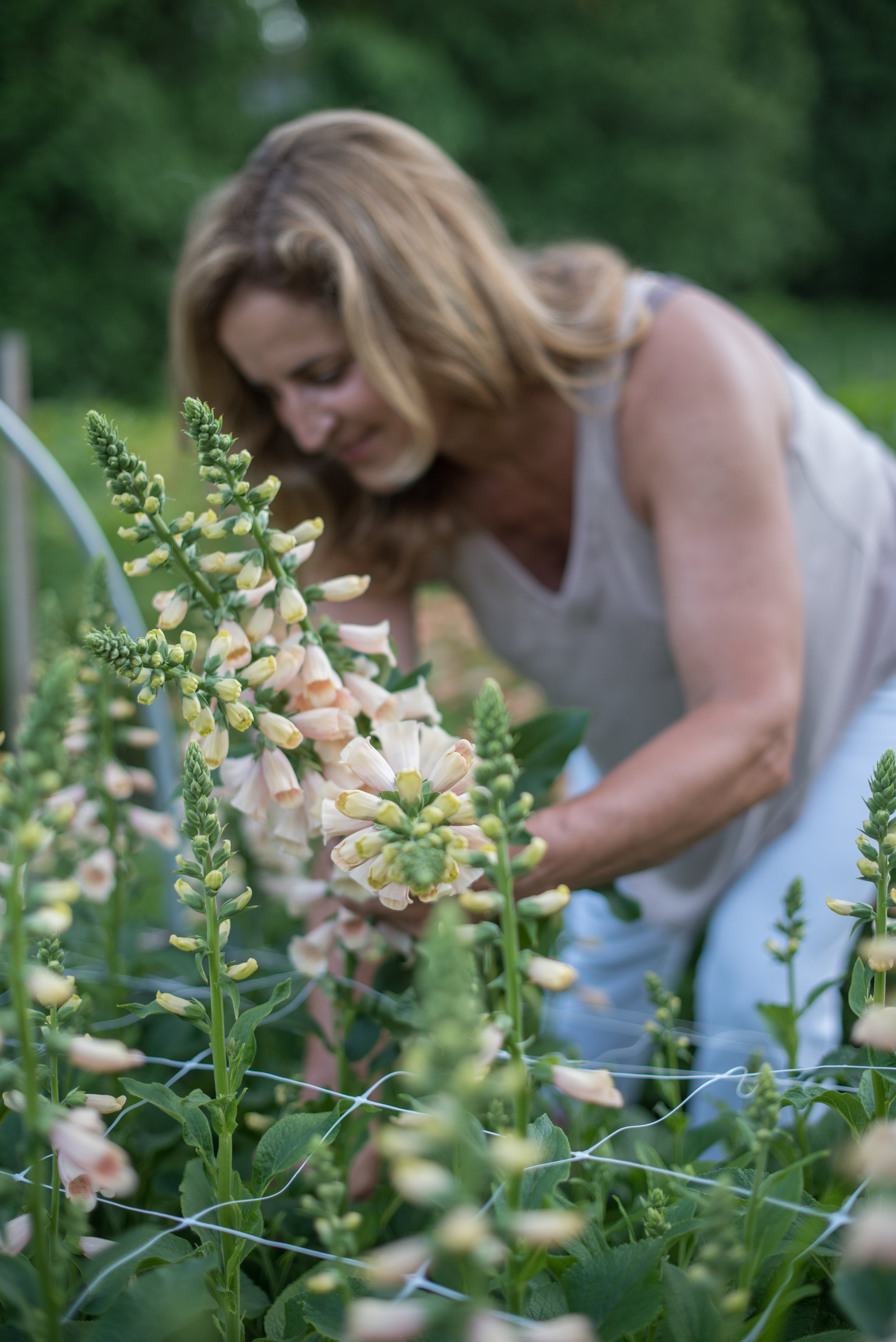 Gallery — Crooked Barn Flower Farm