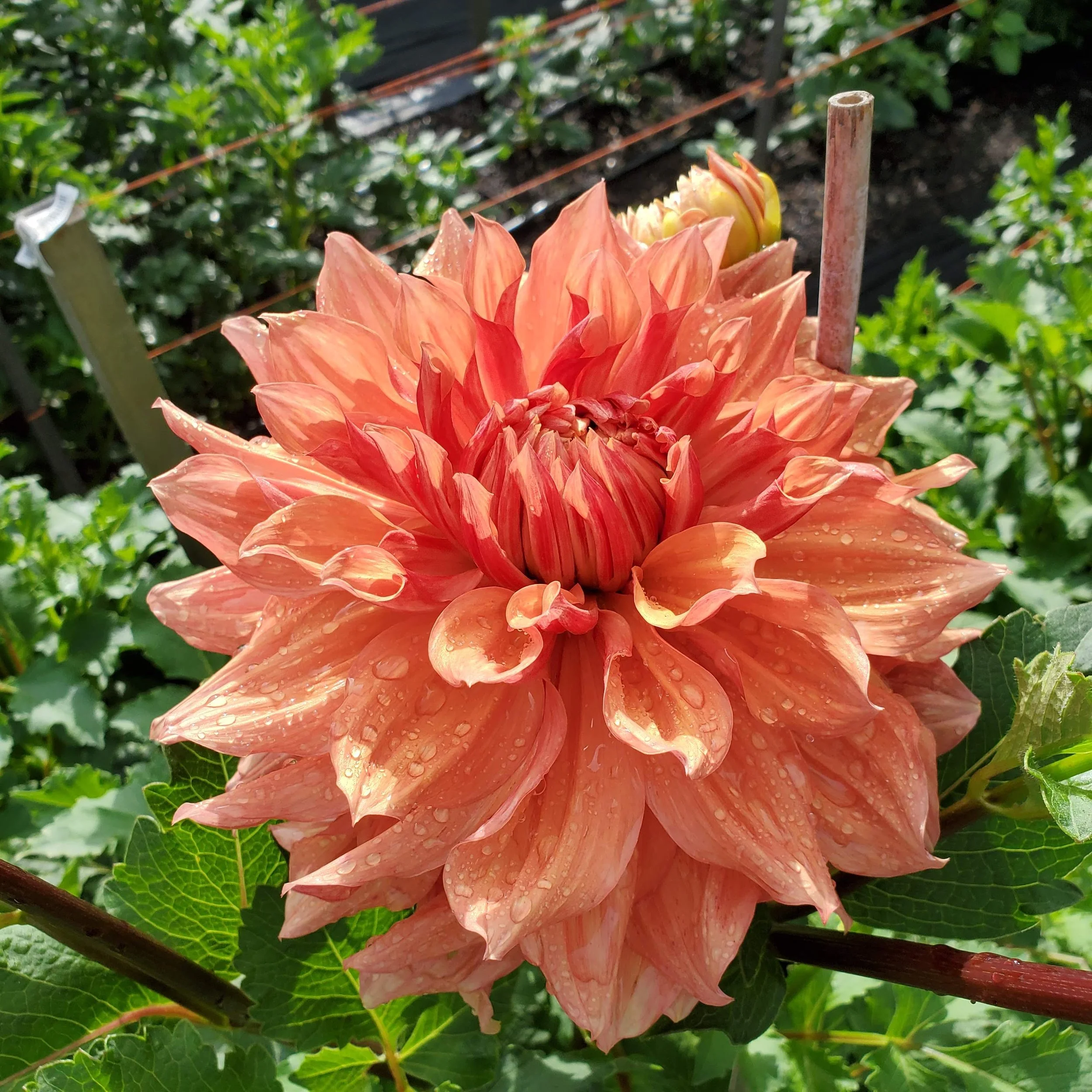Crooked Barn Flower Farm