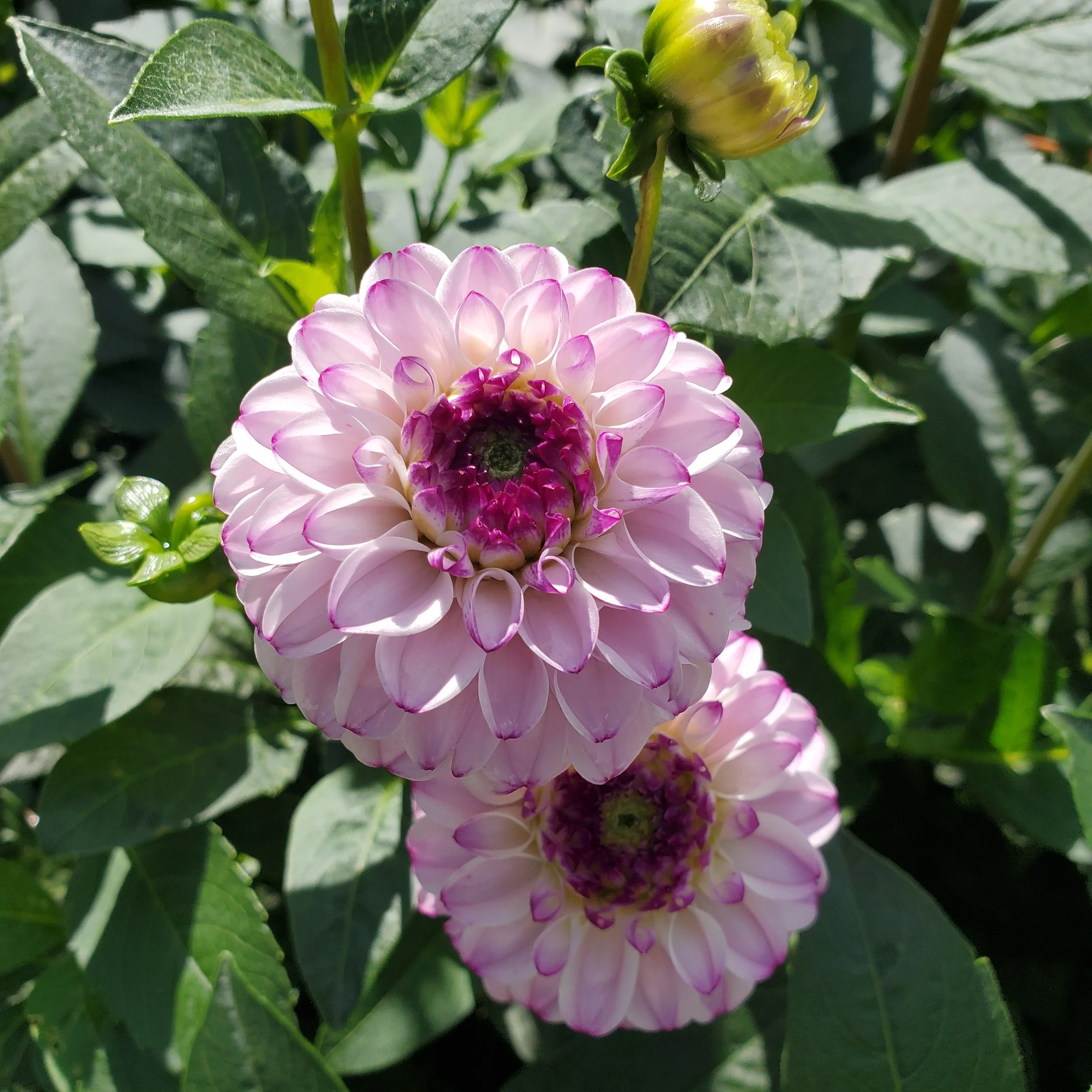 Crooked Barn Flower Farm