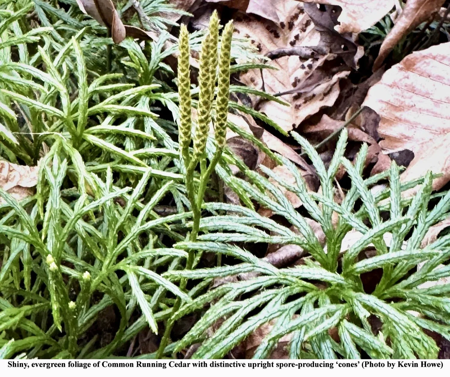 Plant of the Month January 2025: Common Running-cedar — Northern Neck ...