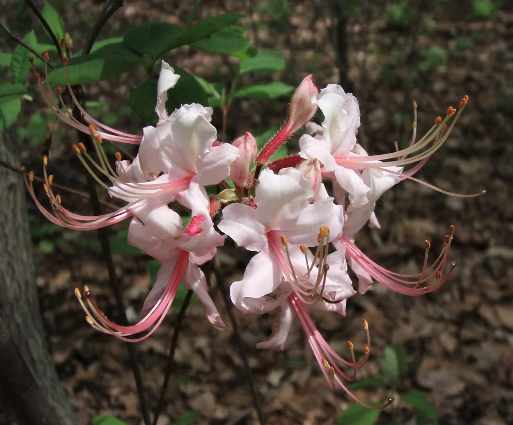 Plant of the Month April 2020: Pinxterbloom Azalea — Northern Neck ...