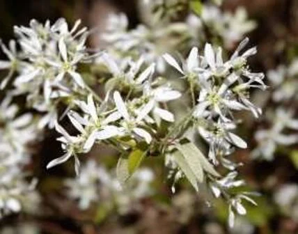 Northern Neck Native Plant Society