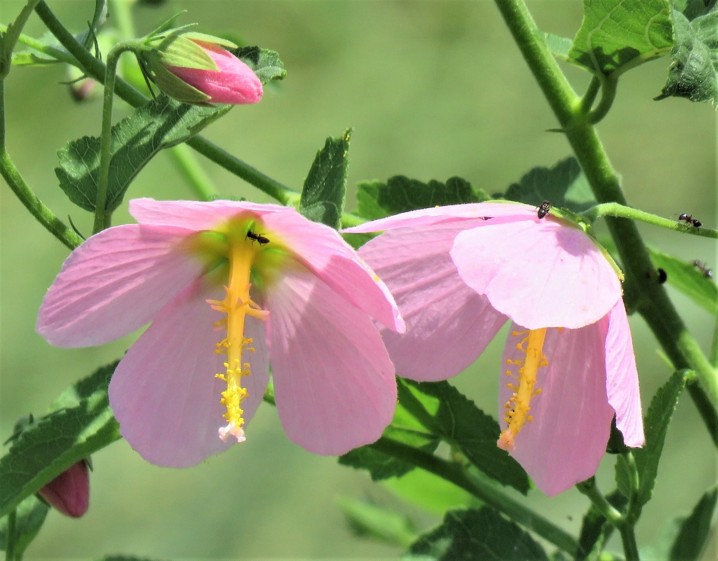 Northern Neck Native Plant Society