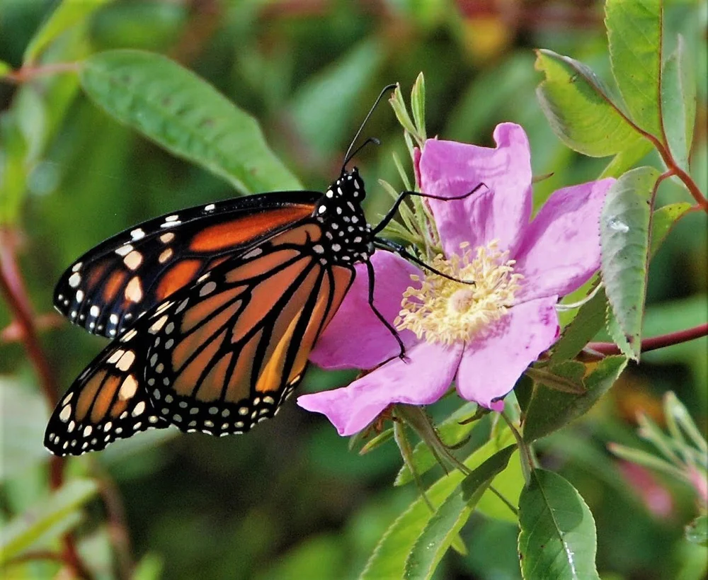 Plant of the Month June 2021: Swamp Rose — Northern Neck Native Plant ...