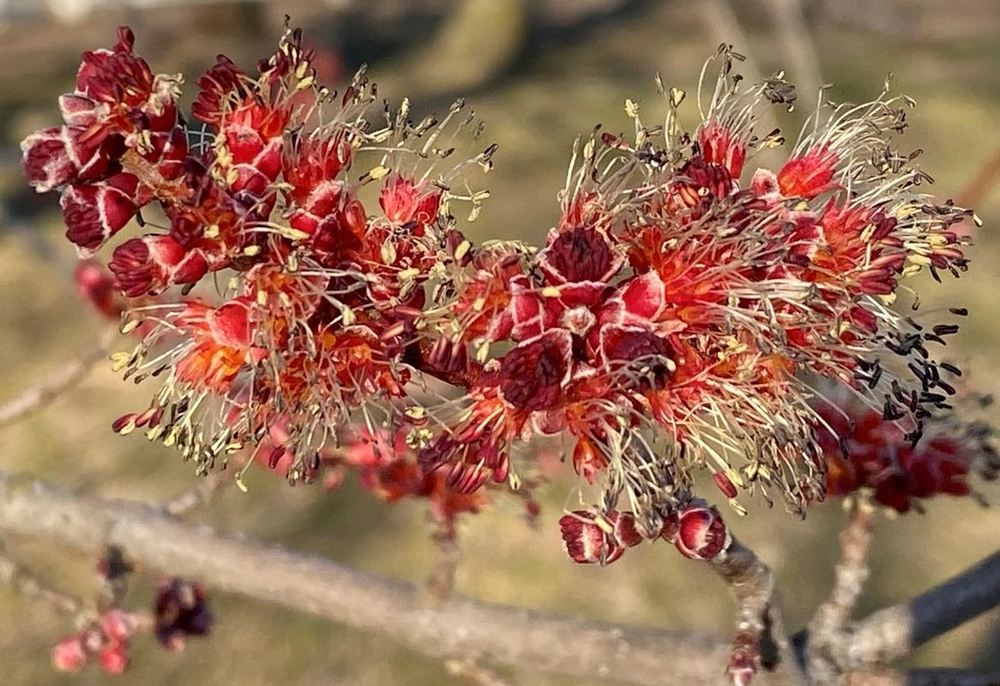 Plant of the Month February 2025: Red Maple — Northern Neck Native ...