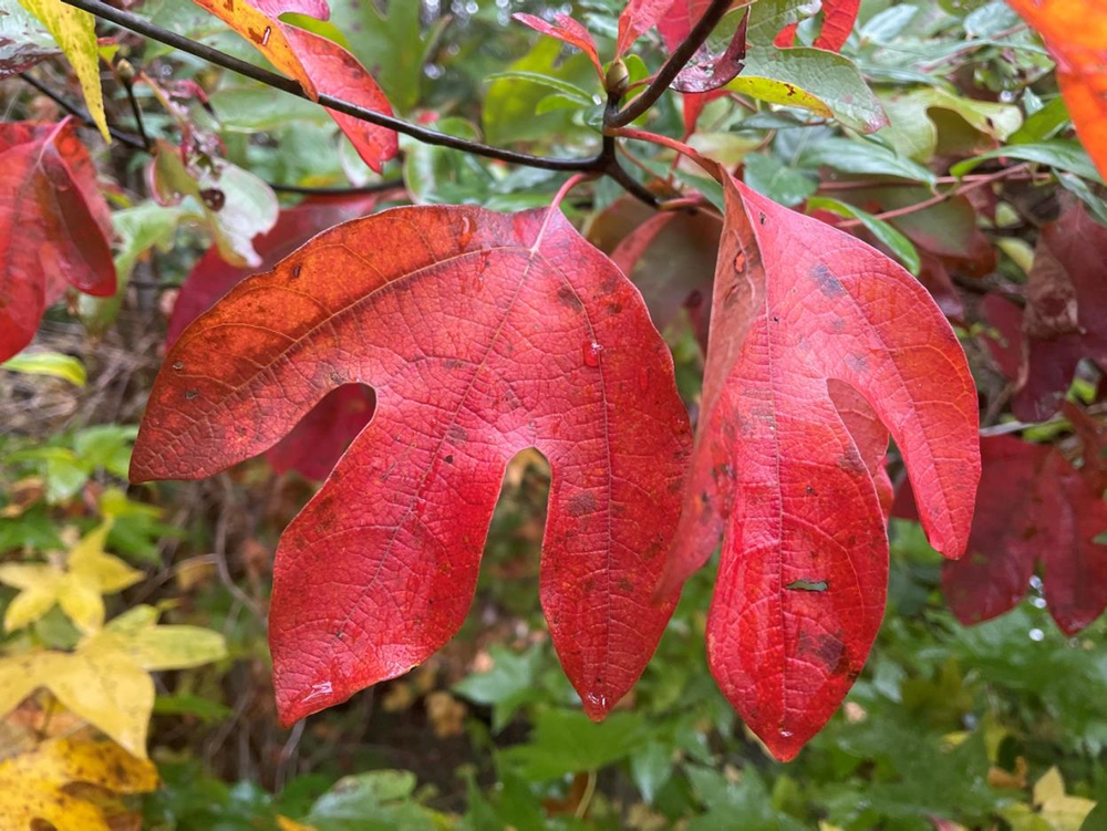 Plant of the Month November 2023: Sassafras — Northern Neck Native ...